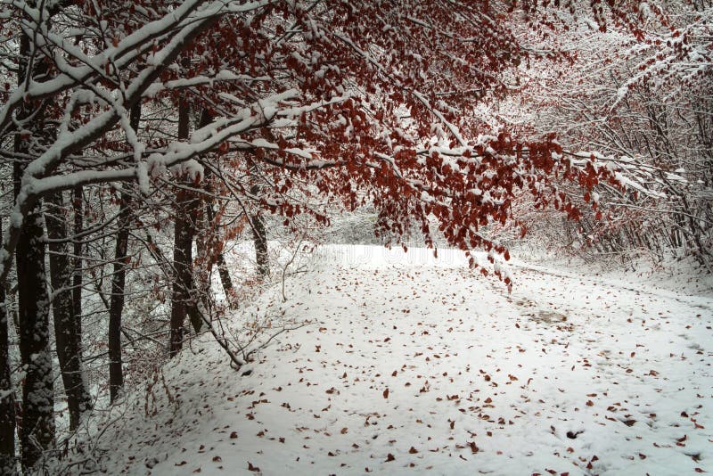 Calm Winter Day in the Forest Stock Photo - Image of snow, nature: 28135716