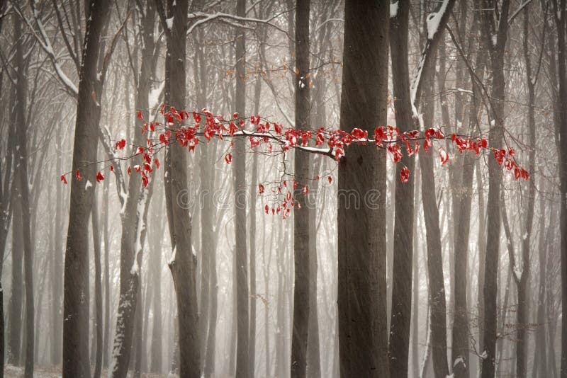 Calm Winter Day in the Forest Stock Image - Image of snowfall, scenics ...