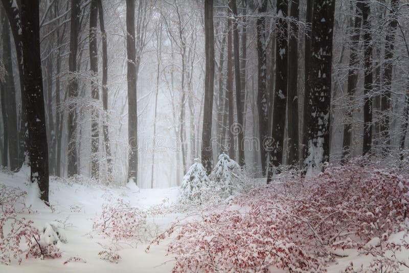 Calm Winter Day in the Forest Stock Image - Image of seasonal, chilly ...