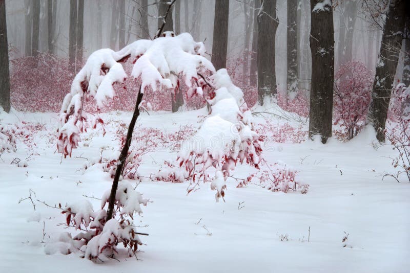 Calm Winter Day in the Forest Stock Image - Image of park, frosty: 28276511
