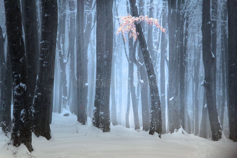 Calm Winter Day in the Forest Stock Photo - Image of park, season: 28276512