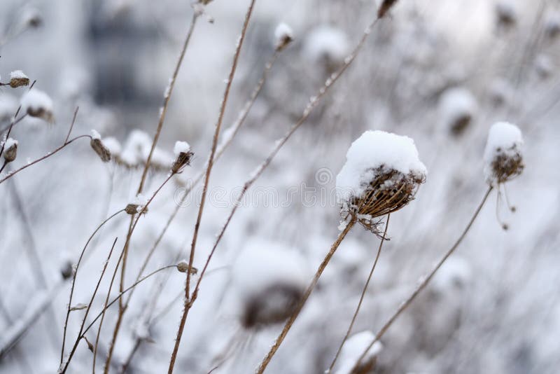 Calm Winter Morning after Snowfall Stock Photo - Image of winter ...