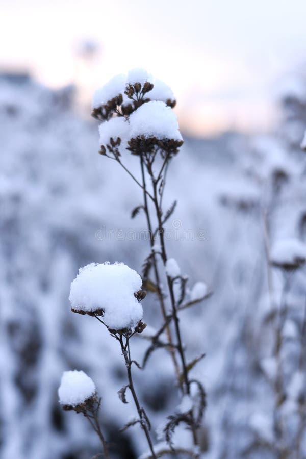 Calm Winter Morning after Snowfall Stock Photo - Image of wintertime ...