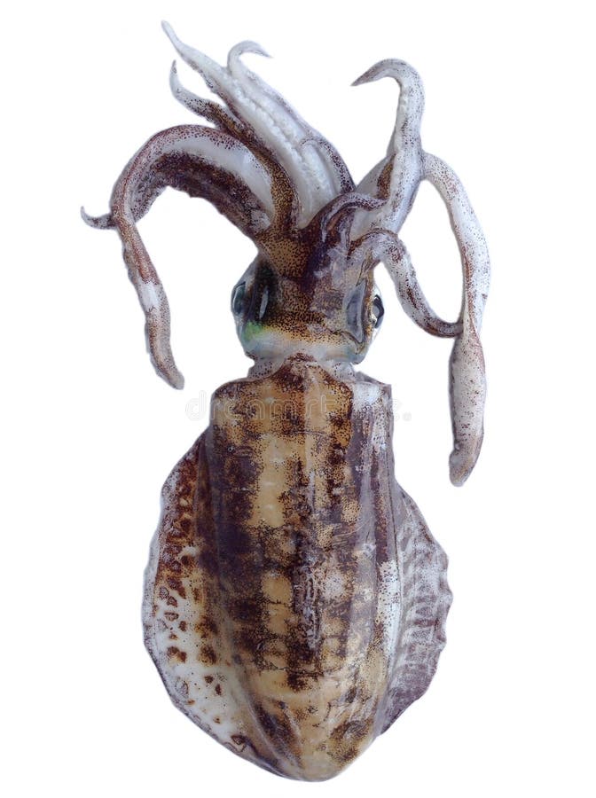 Calmar Vertical, Grand Calmar, Parties Du Corps Animales Photo stock ...