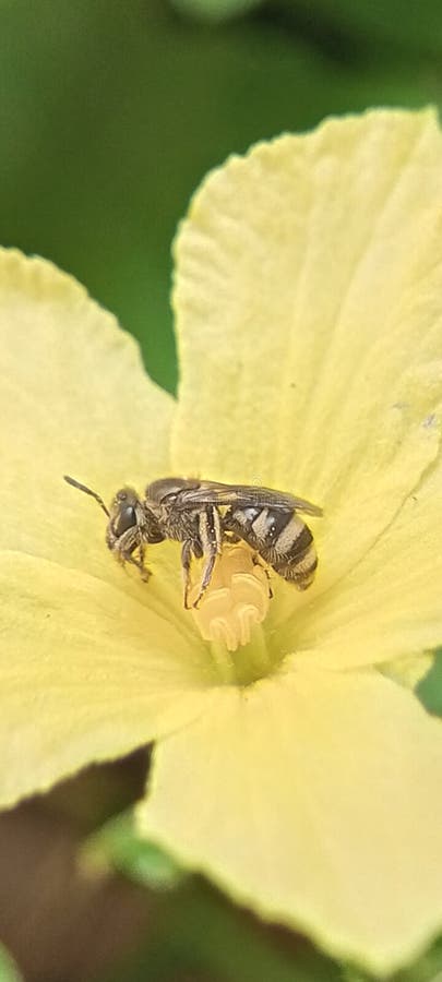 Calming - bee on flower stock photo. Image of calming - 250122350
