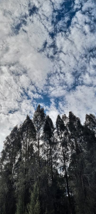 Calming Environment Around Trees Stock Photo - Image of calming ...