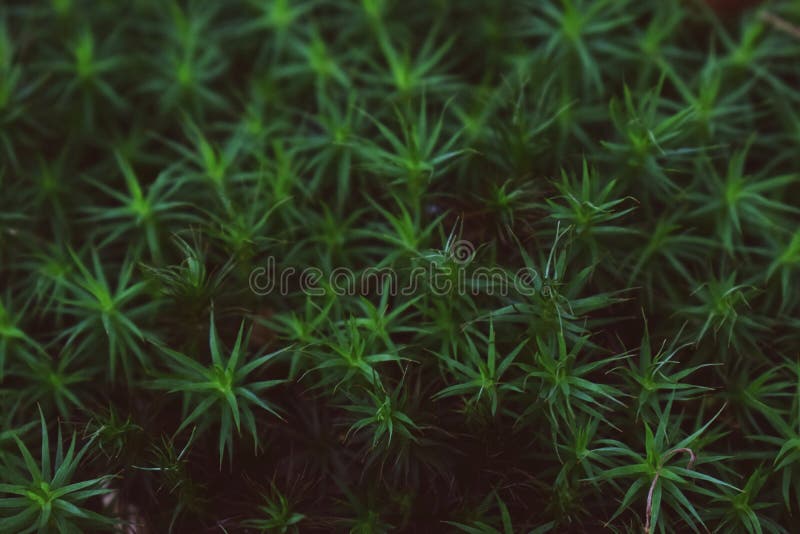 Calming Green stock image. Image of calming, greenery - 89521063