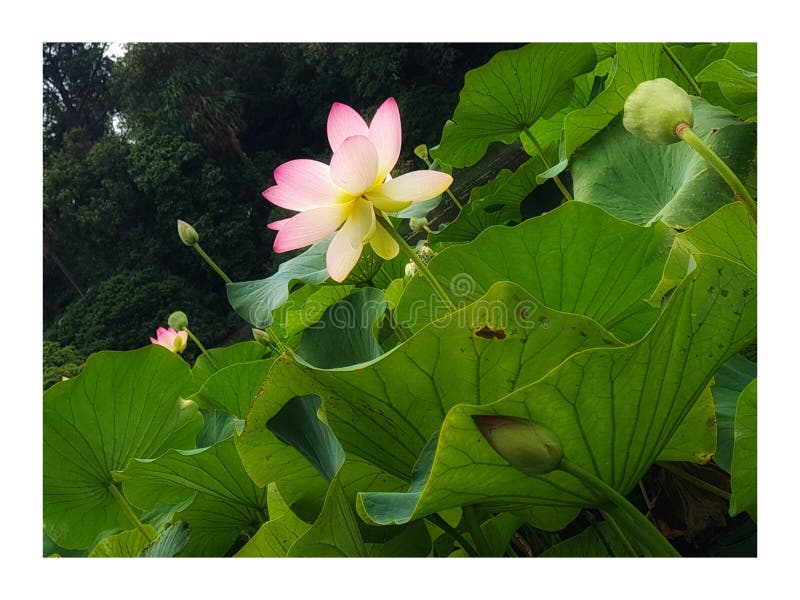 Calming lotus in the water stock photo. Image of lily - 243961470