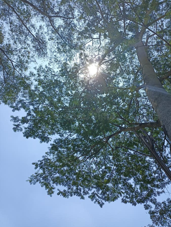 Calming View of Sunlight Obscured by Tree Leaves Stock Image - Image of ...