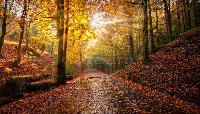 Autumn Forest Path stock illustration. Illustration of sunlit - 333987428
