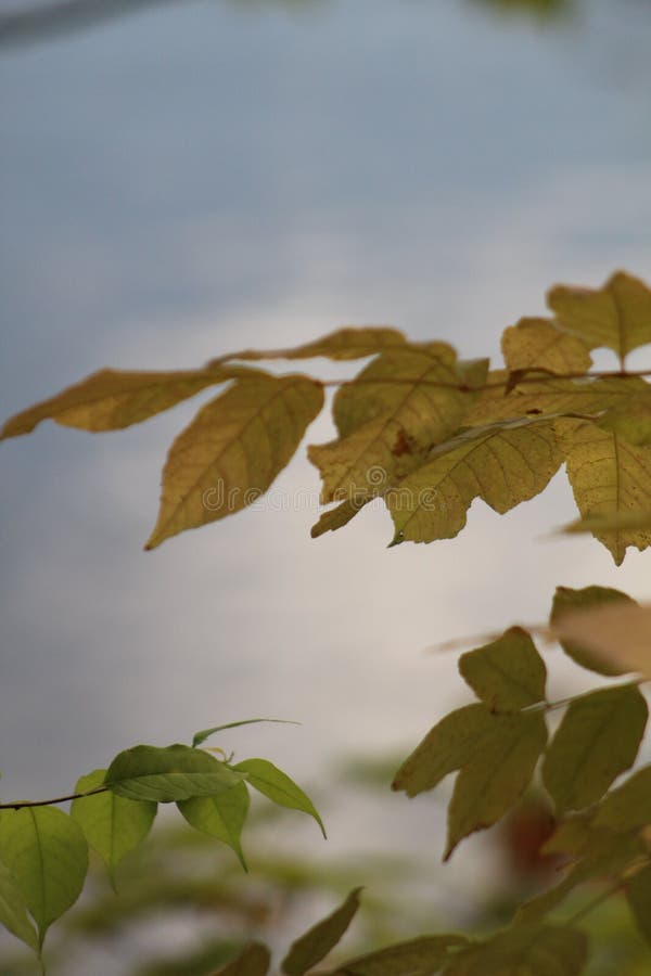 Calming wallpaper stock image. Image of background, tree - 103932513