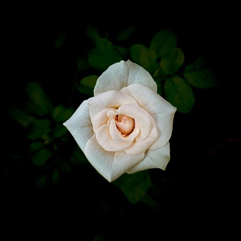 Calming White Rose stock photo. Image of nature, forest - 267139566