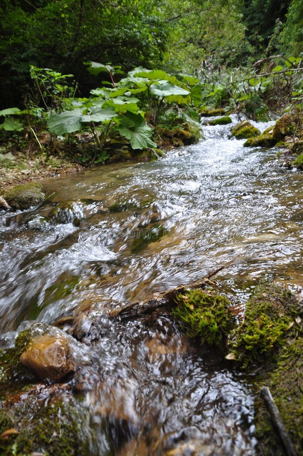 Clean river in forest stock photo. Image of earth, fresh - 115038664