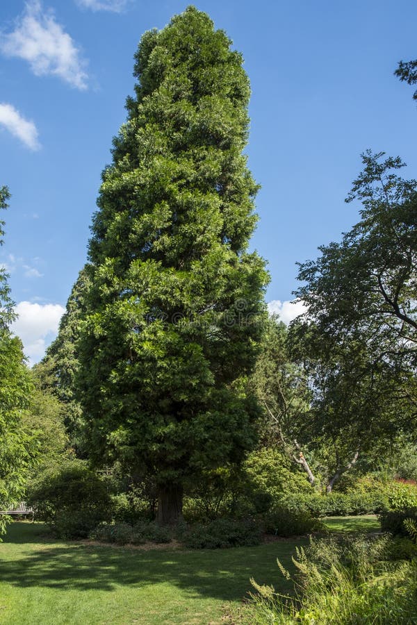 The Imposant Conifer Calocedrus Decurrens or California Incense-cedar ...