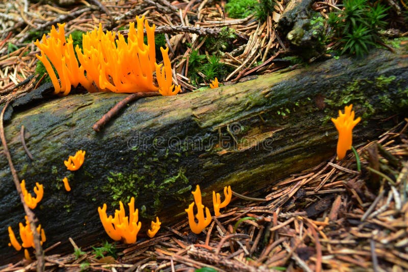 Calocera viscosa stock photo. Image of beige, mountain - 76035016
