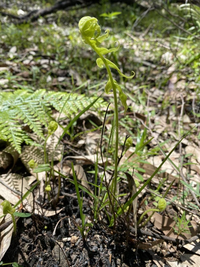 Calochlaena Dubia Sprouting Stock Photo - Image of dicksoniaceae, dubia ...