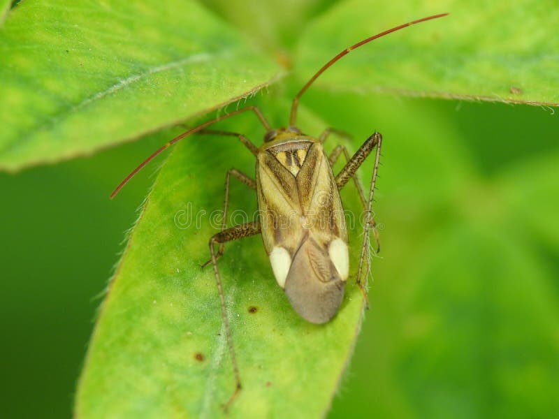 Calocoris Sp Stock Photos - Free & Royalty-Free Stock Photos from ...