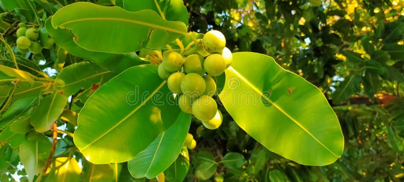 Punna Stock Photos - Free & Royalty-Free Stock Photos from Dreamstime