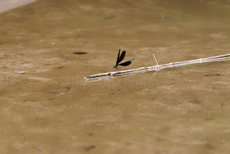 Calopteryx atrata stock photo. Image of asian, asia, colorful - 91942884