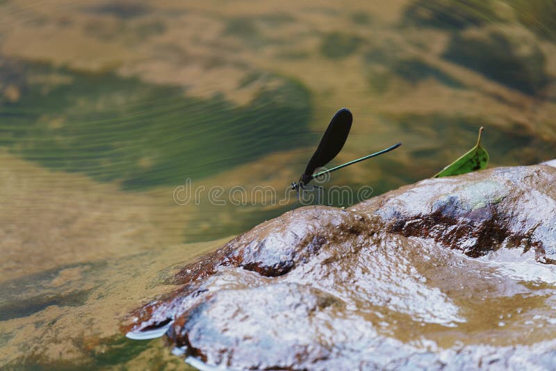 Calopteryx atrata stock photo. Image of body, colorful - 91942900