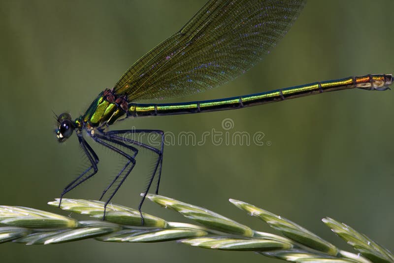 Calopteryx Splendens / Banded Damselfly, Female Stock Photo - Image of eyes, creature: 12059156