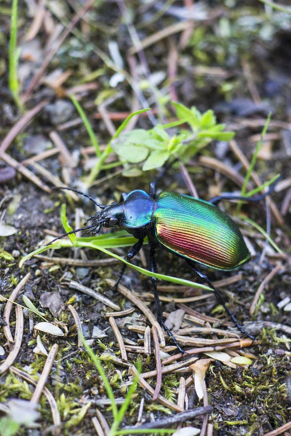 Calosoma sycophanta stock image. Image of organism, scarabs - 66125071
