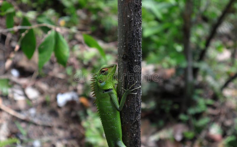 A Calotes Calotes Lizard is Staring while on a Stem Vertically by ...
