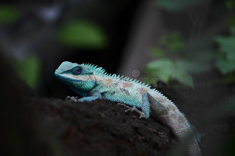 Calotes mystaceus stock image. Image of forest, animal - 57155053