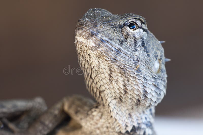 Calotes, Oriental Garden Lizard Stock Image - Image of flying, calotes ...