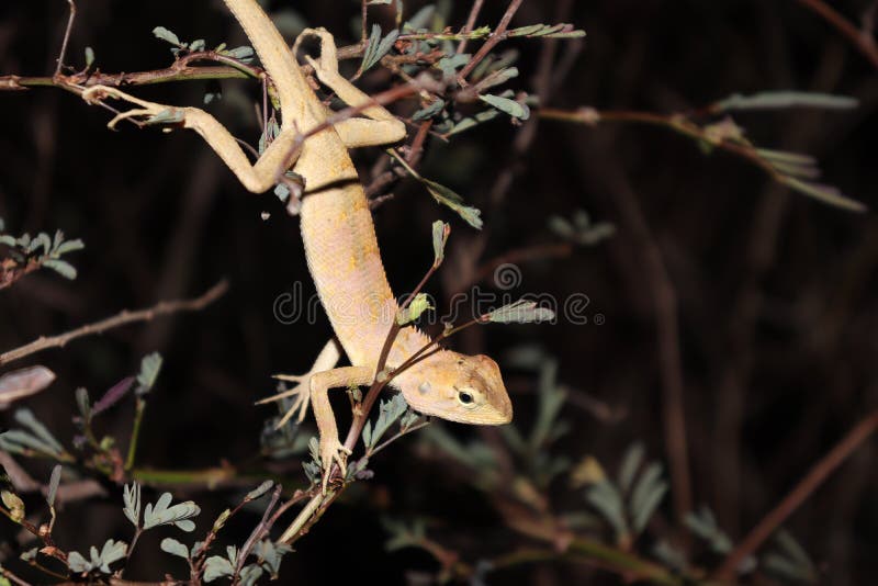 Calotes versicolor stock photo. Image of animal, background - 185165202