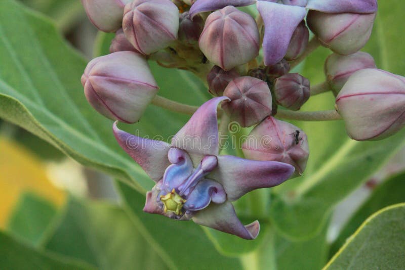 Calotropis Colorful White and Purple Flower Stock Photo - Image of ...