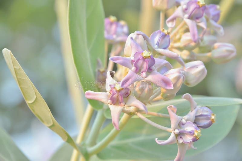 Calotropis giantea stock photo. Image of leaves, calotropis - 77122694