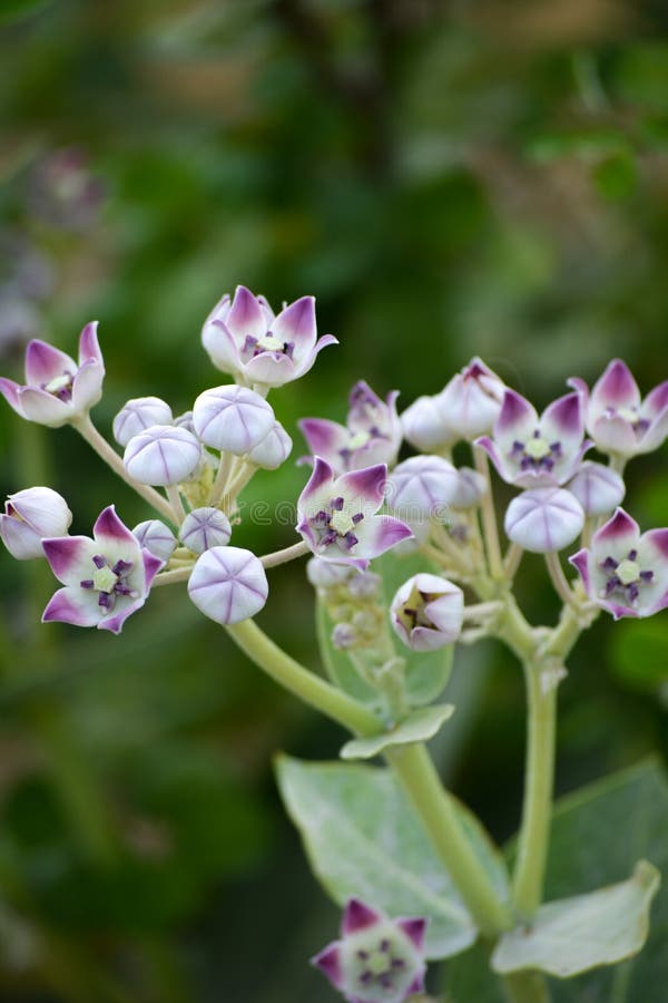 Calotropis gigantea. stock photo. Image of giant, calotropis - 181054826