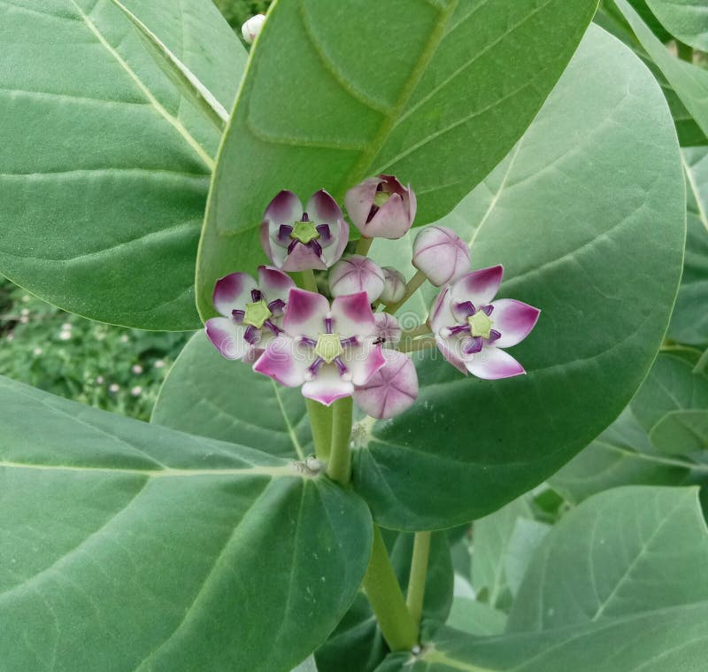 Calotropis Gigantea or Crown Flower Plant Stock Photo - Image of ...