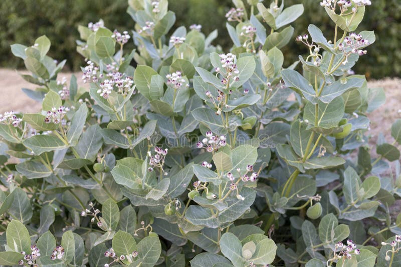 Calotropis Gigantea Plant Full Bloom in the Summer Stock Photo - Image ...