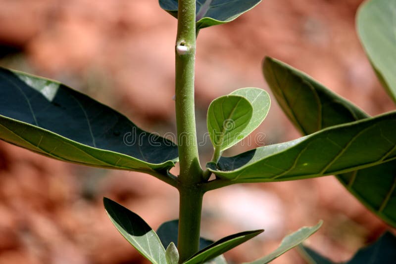 Calotropis Gigantea Flowers Stock Image - Image of leaf ...