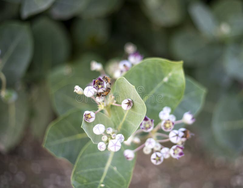 Calotropis Gigantea Plant with Selective Focus and Blur Background ...