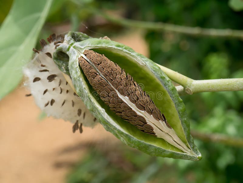 Calotropis Gigantea Seeds on Tree Stock Photo - Image of calotropis ...