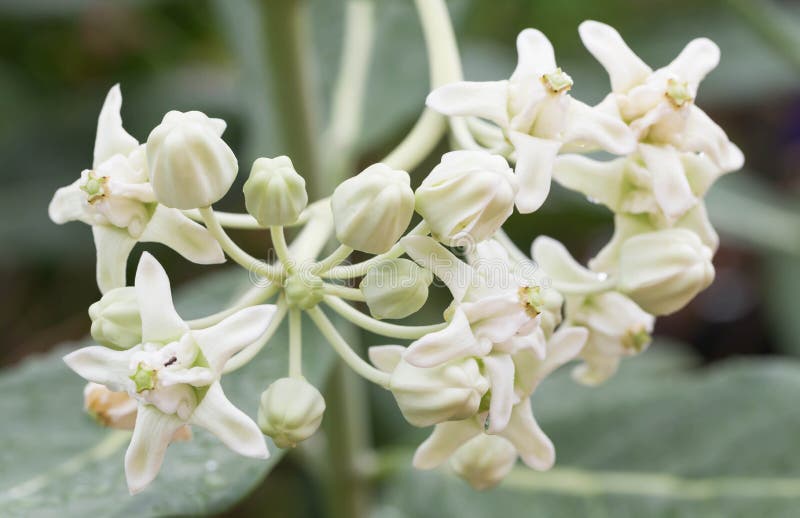 Calotropis stock photo. Image of flower, plant, bloom - 72361332