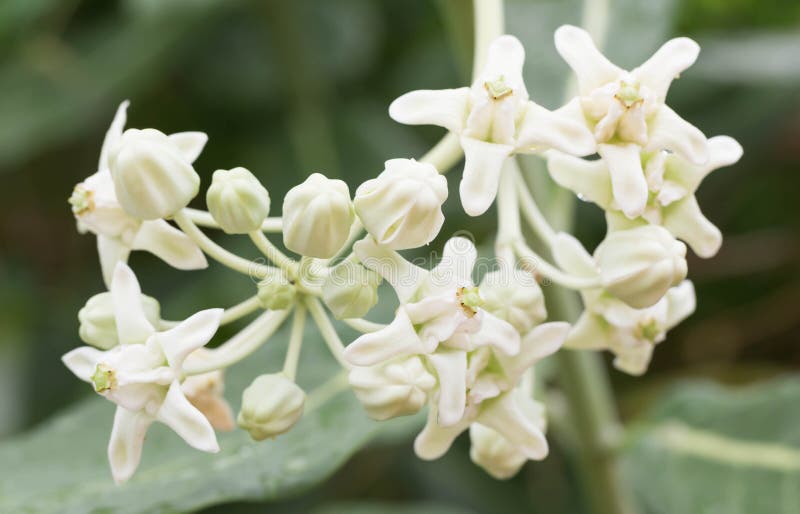 Calotropis stock photo. Image of fresh, bloom, tropical - 72361392