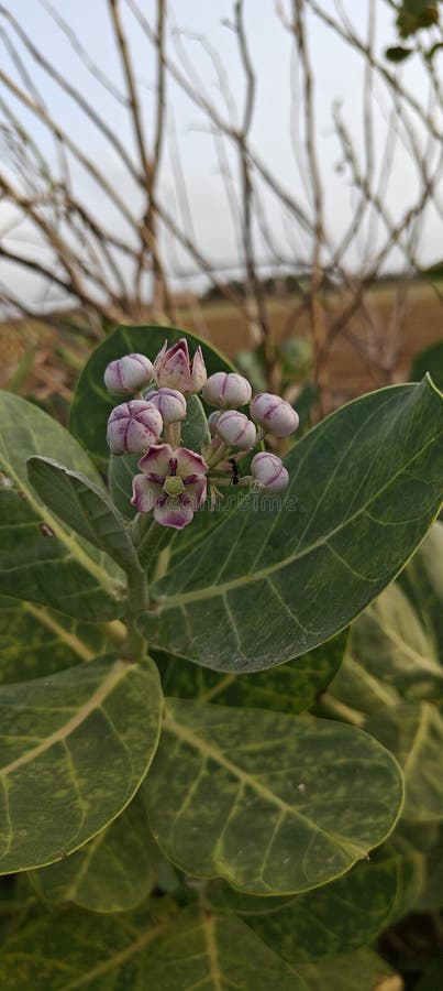 Calotropis Procera Flower Plant Stock Photo - Image of flower, procera ...