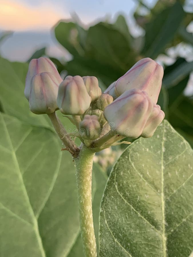 Calotropis Procera Flower, Calotropis Procera, Flower Pink Stock Image ...