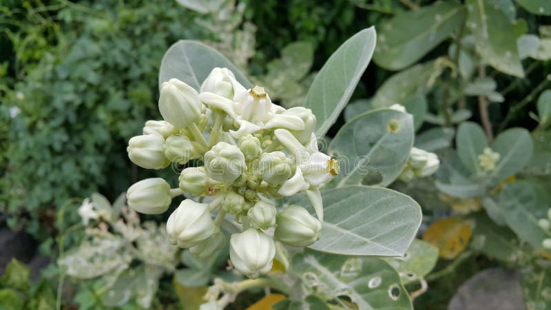 Calotropis procera flowers stock image. Image of closeup - 90550141
