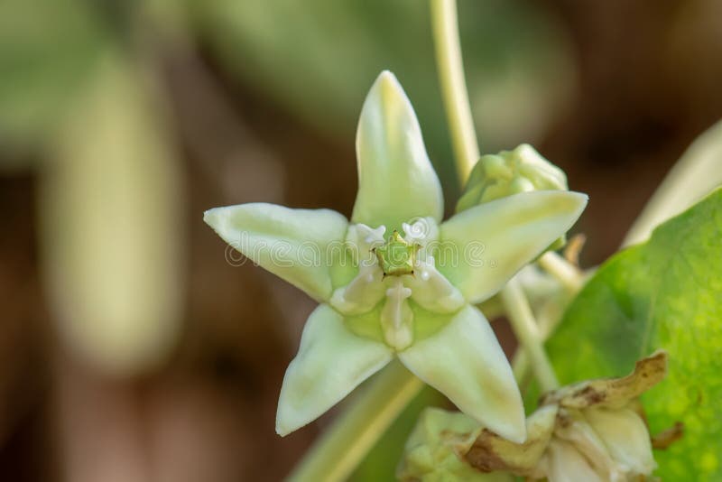 Calotropis white stock photo. Image of nature, garden - 138097146