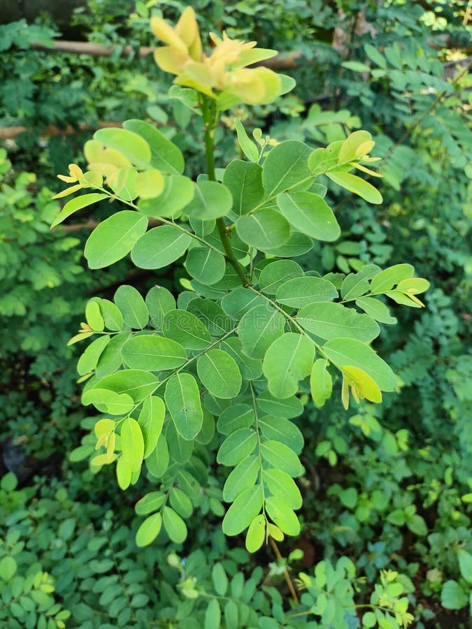 Calpurnia aurea plant stock image. Image of plant, deciduous - 262562895