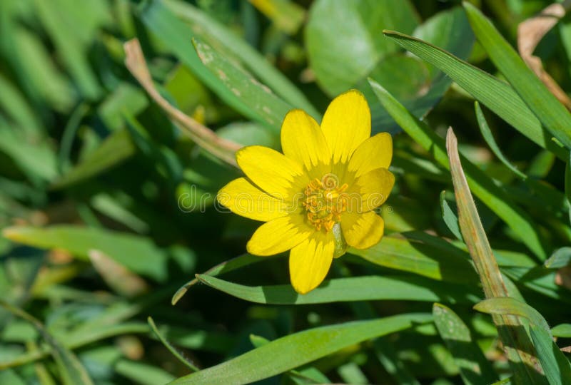 Caltha flower closeup stock photo. Image of ukrainian - 39601782