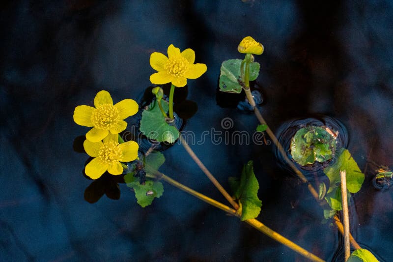 Marsh marigold in water stock photo. Image of swamp - 320693626