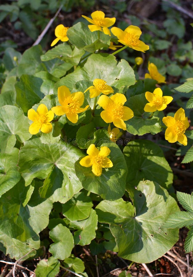 Caltha Palustris Grows in the Moist Alder Forest Stock Photo - Image of ...