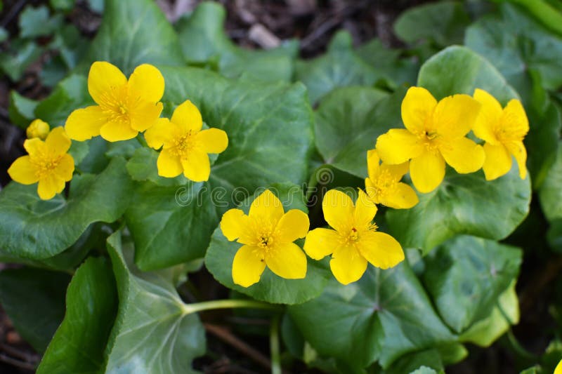 Caltha Palustris Grows in the Moist Alder Forest Stock Image - Image of ...