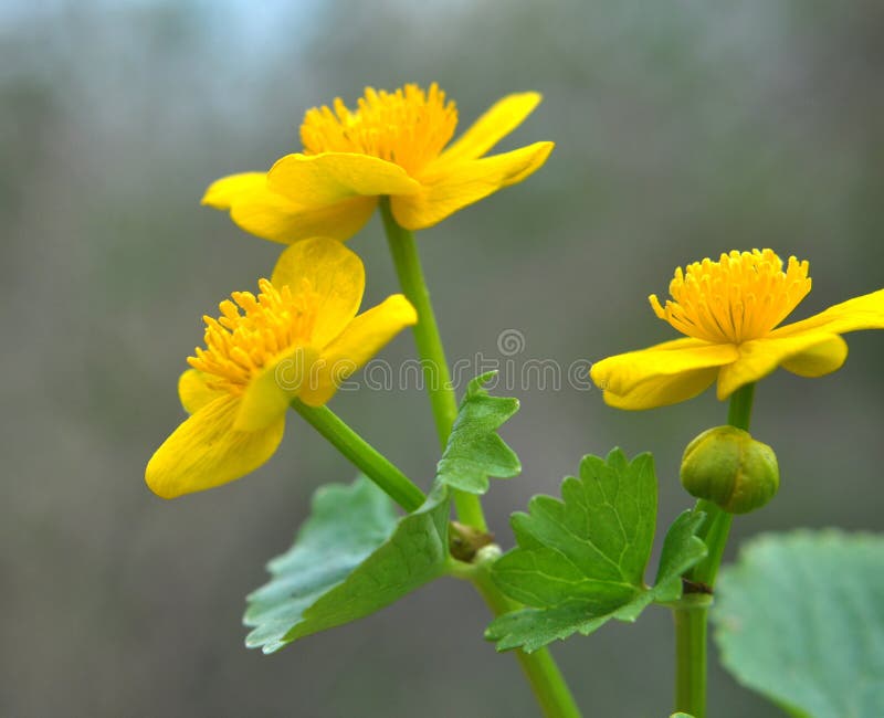 Caltha Palustris Grows in the Moist Alder Forest Stock Image - Image of ...